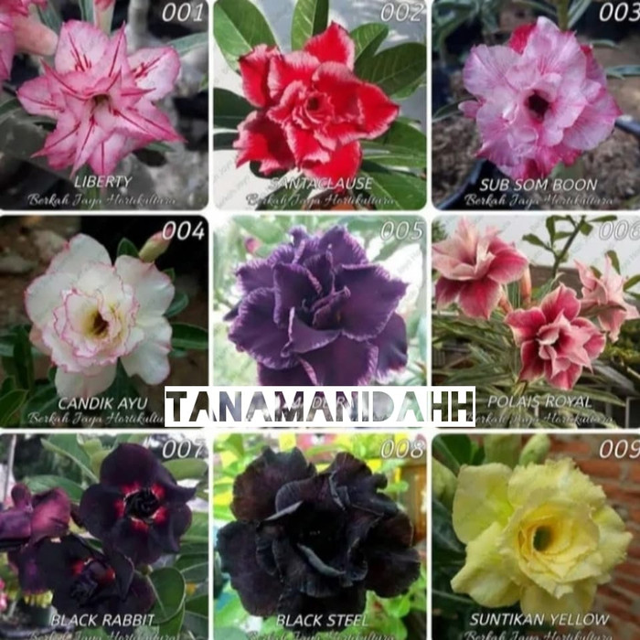 Jual Bibit Adenium/ Tanaman Hias adenium Kamboja Jepang tumpuk nomor 1/ ... Jual Bibit Adenium/ Tanaman Hias adenium Kamboja Jepang tumpuk nomor 1/ ...