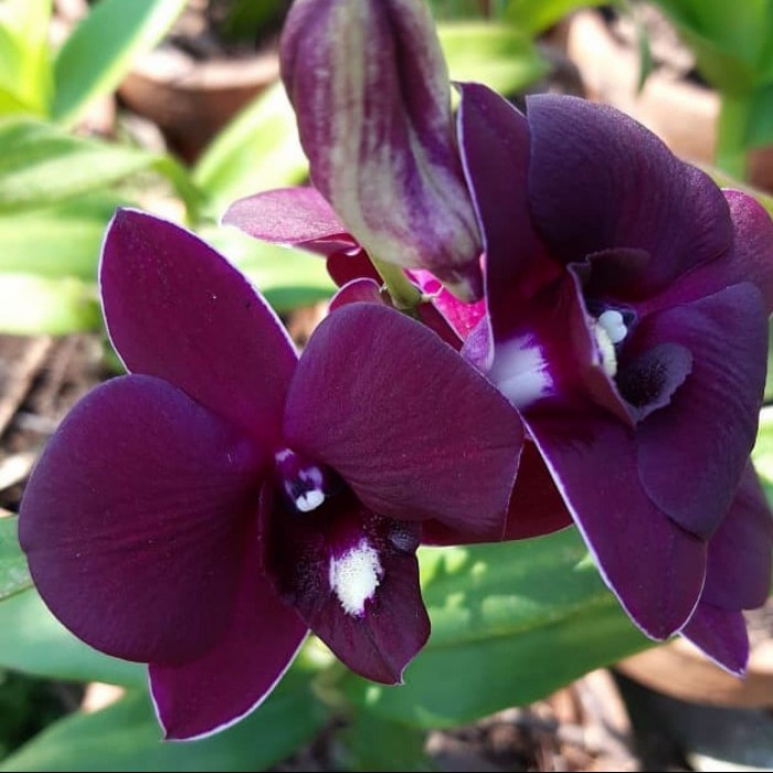 Jual Pohon Anggrek Dendrobium Red Dragon Dewasa Siap Spike | Shopee ...