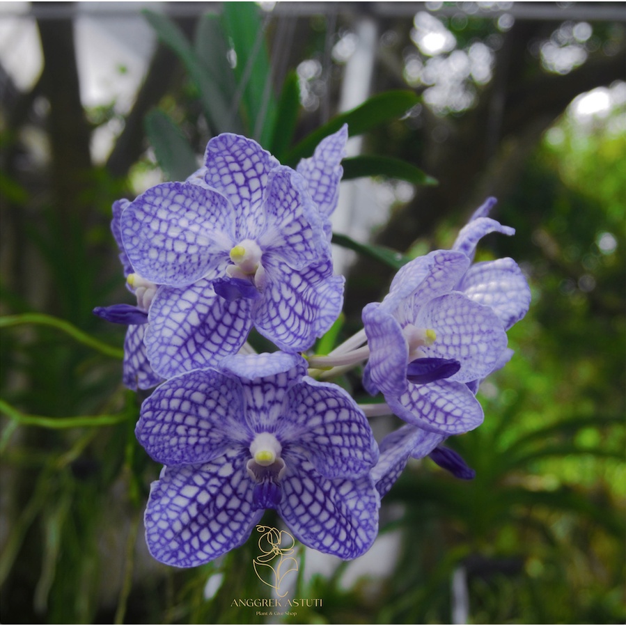 Jual anggrek Vanda Tokyo Blue | Shopee Indonesia