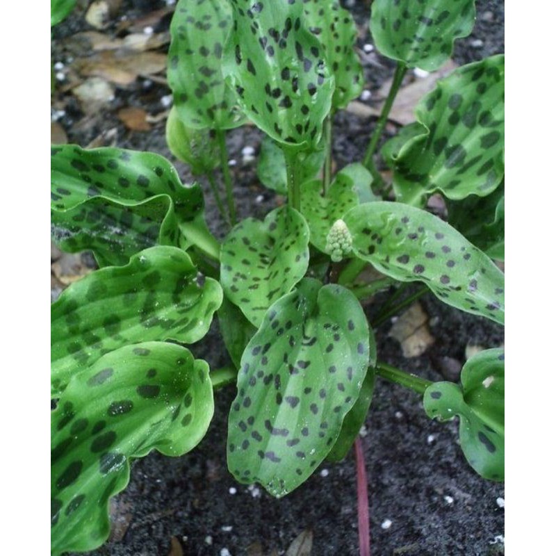 Jual Tanaman hias bunga keladi katak (drimiopsis maculata) | Shopee ...