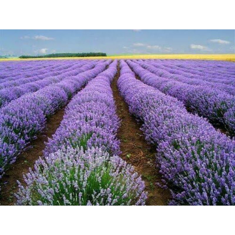 Jual 5 Gram Biji Benih Lavender Vera Seed Herb Lavandula Angustifolia ...
