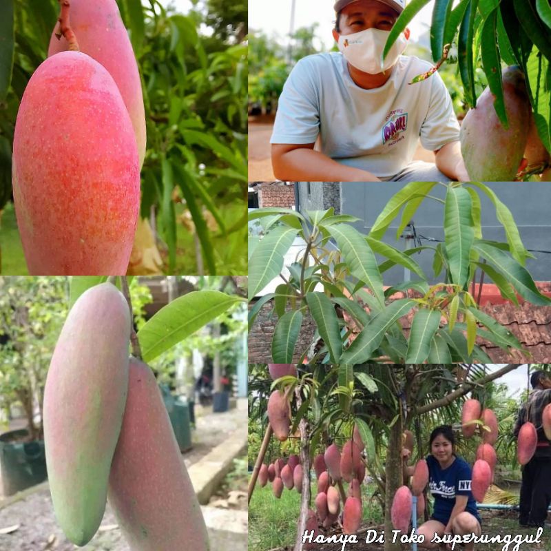 Jual bibit mangga red ivory murah | Shopee Indonesia