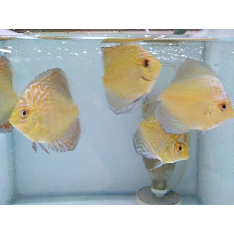 Jual Discus Mozaik 2 inchi | Shopee Indonesia