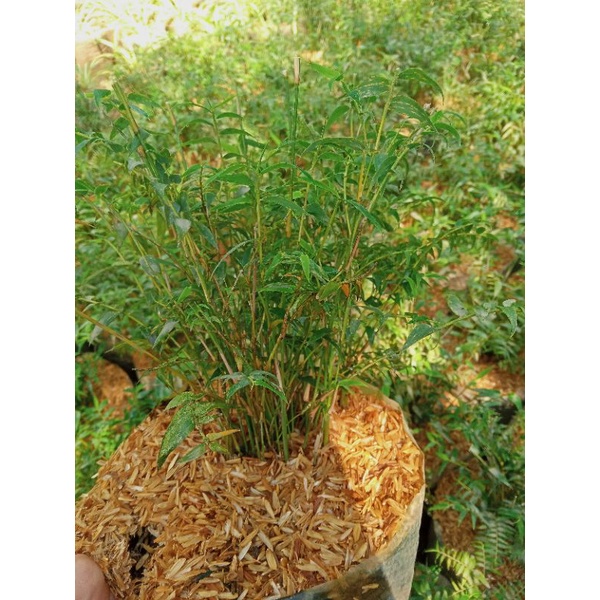 Jual Tanaman Hias Bambu Micro Mini - Bamboe Bonsai | Shopee Indonesia