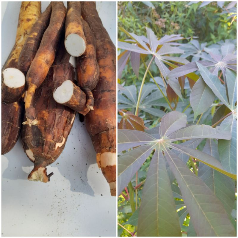 Jual Singkong Per Kg Terlengkap & Harga Terbaru Mei 2026 | Shopee Indonesia