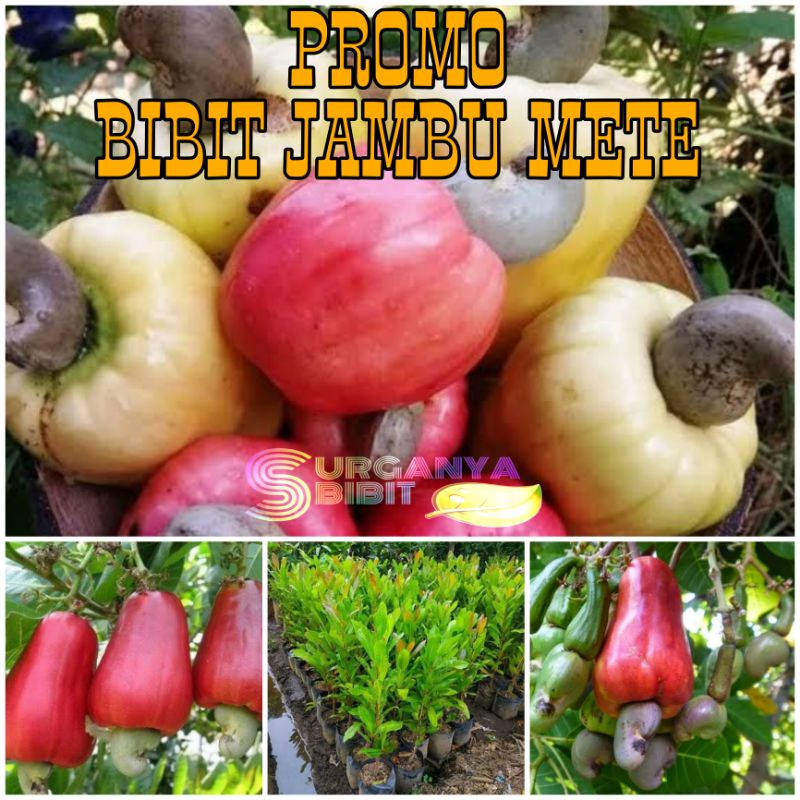 Jual PROMO BIBIT JAMBU METE SIAP BERBUAH | Shopee Indonesia
