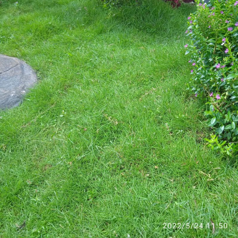 Jual tanaman hias rumput Peking atau jepang | Shopee Indonesia