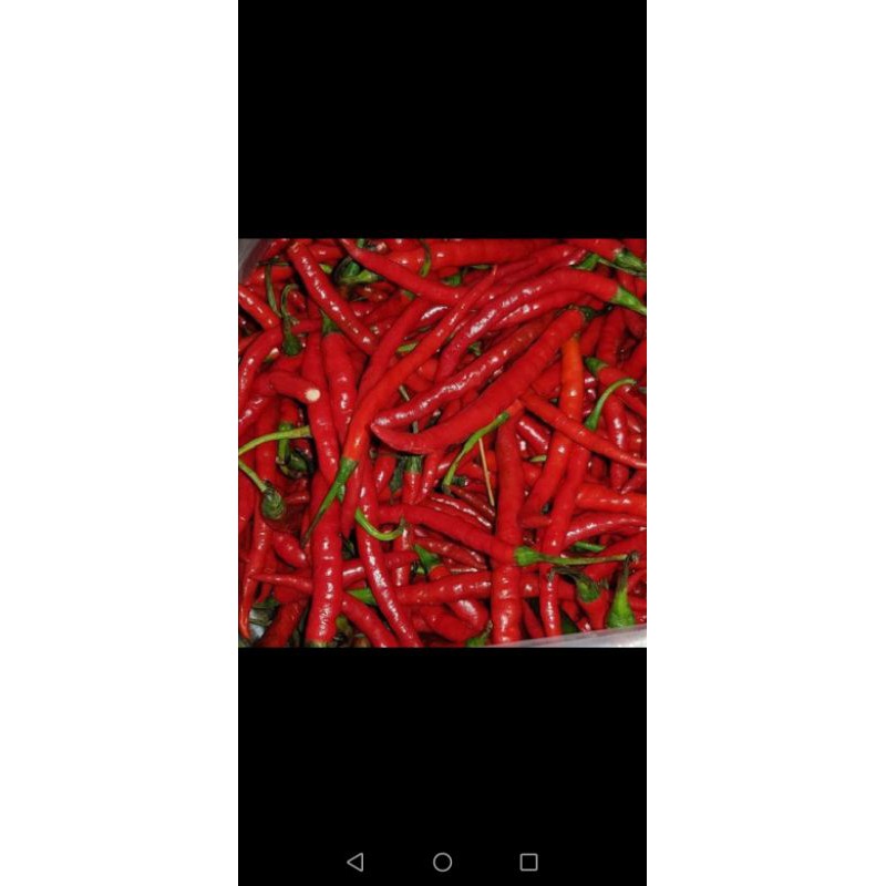 Jual cabe merah 250 gr | Shopee Indonesia