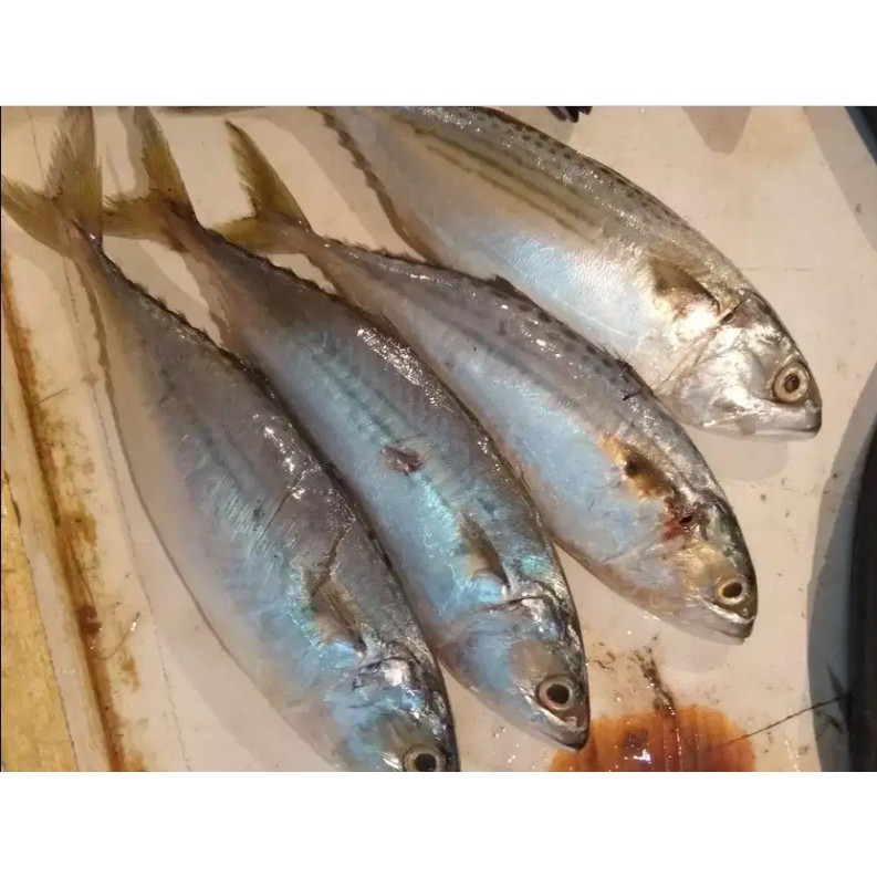 Jual Ikan Kembung Besar / Kembung Banjar Segar 1 kg & 500gr | Shopee ...