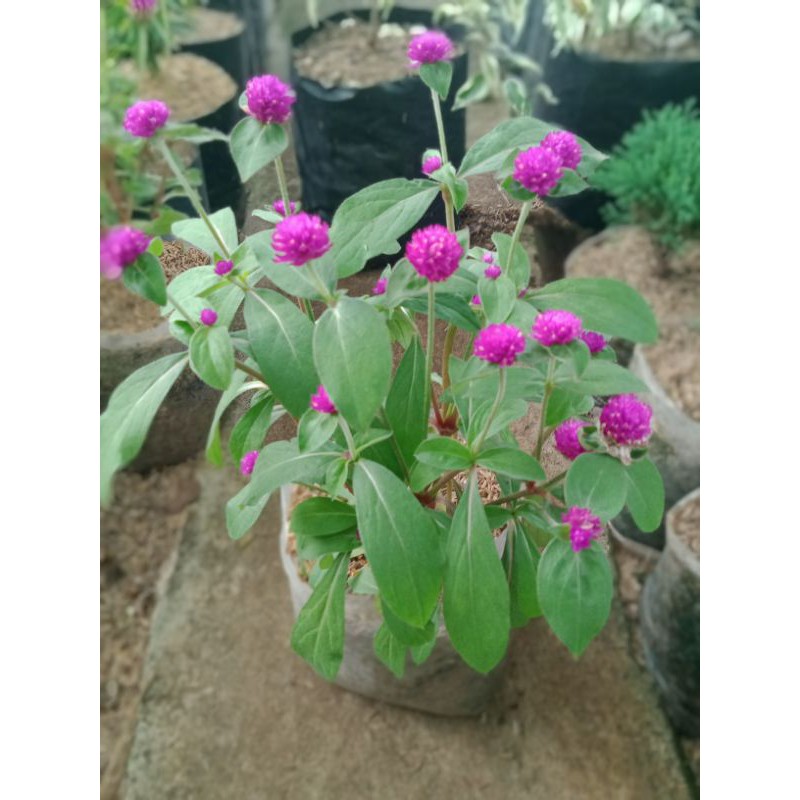 Jual tanaman bunga kancing/ bunga kenop | Shopee Indonesia