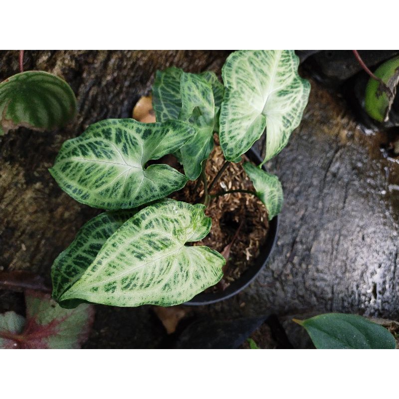 Jual Syngonium Batik | Shopee Indonesia