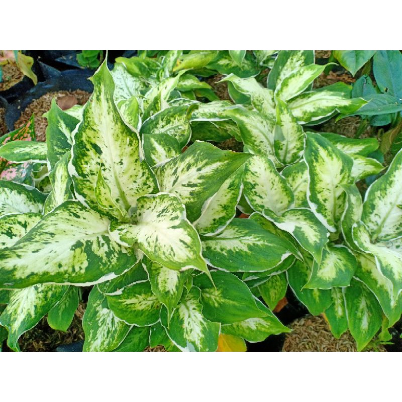 Jual Diven lukisan cinta | Shopee Indonesia