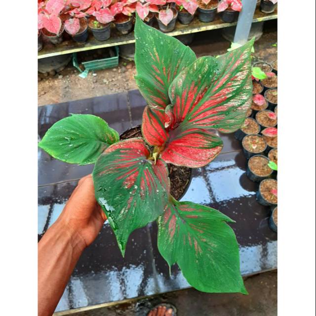 Jual RED CERIA/TANAMAN CERIA | Shopee Indonesia