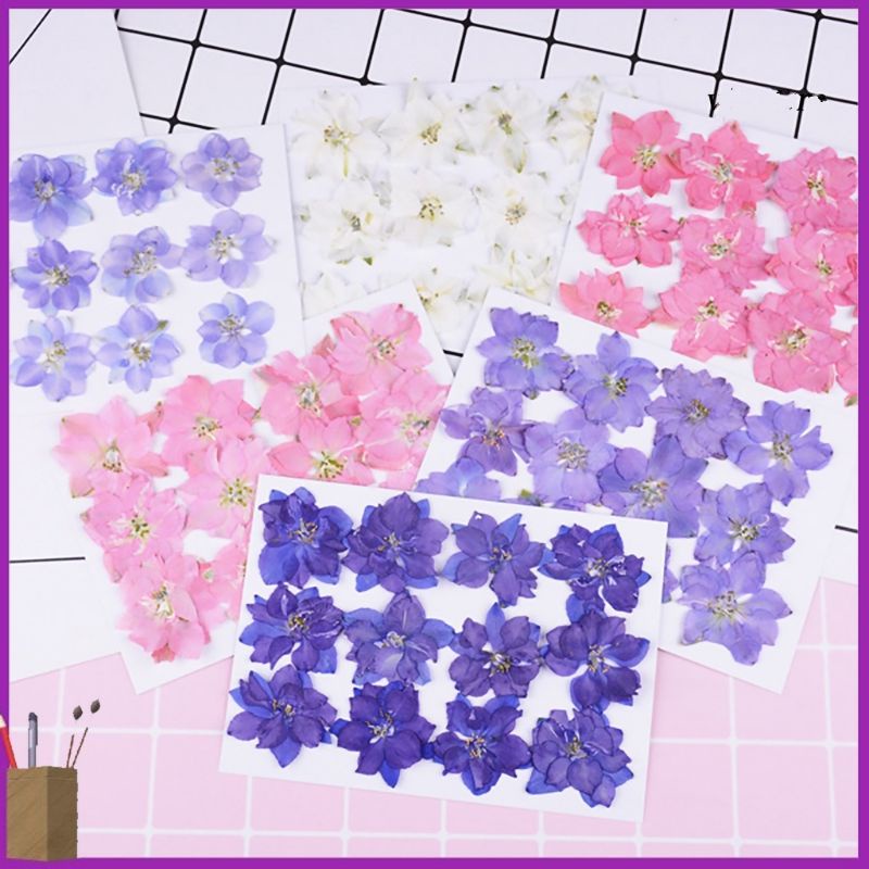 Jual Bunga Kering Untuk Resin Peony Shopee Indonesia