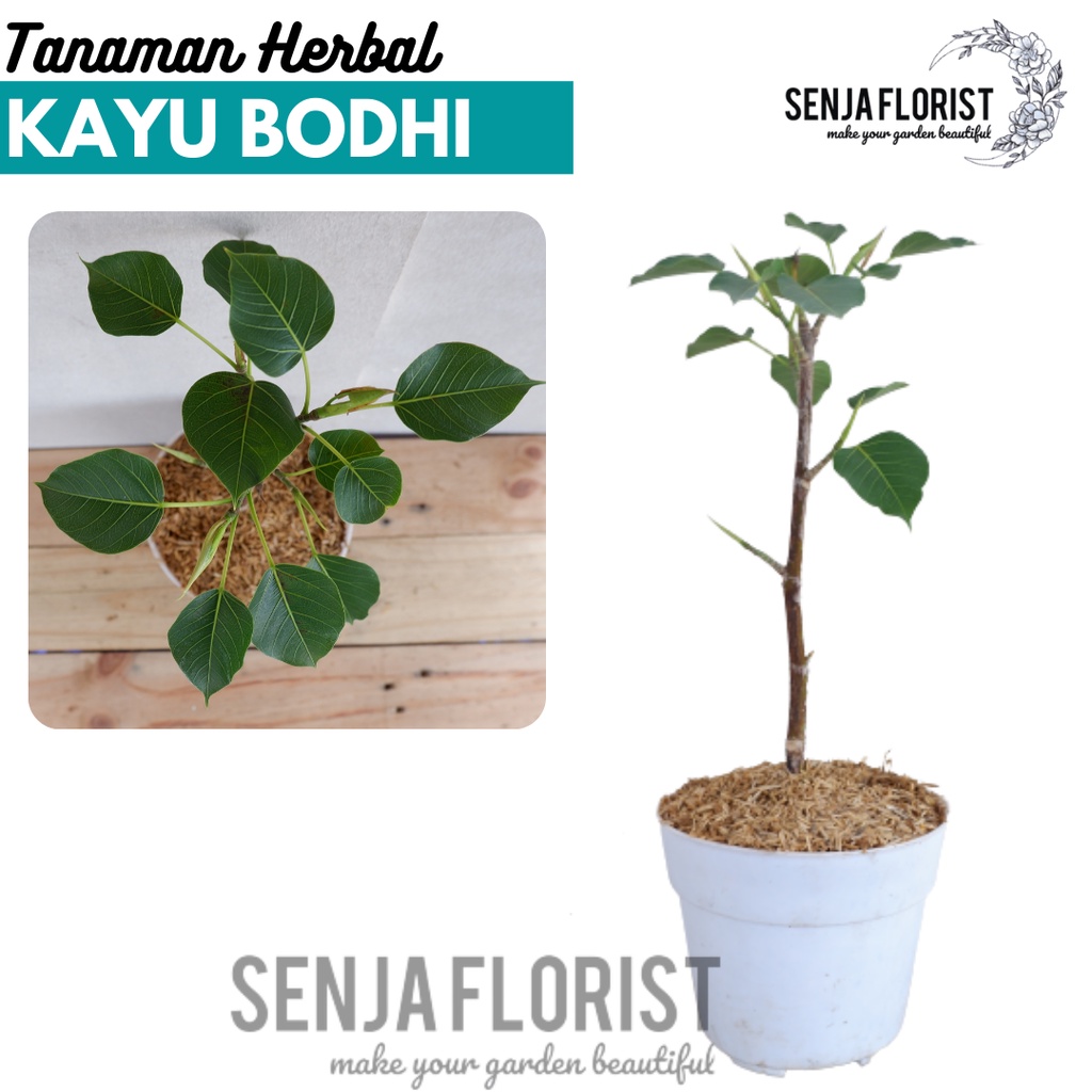 Jual Tanaman Hidup Herbal Kayu Bodhi | Shopee Indonesia