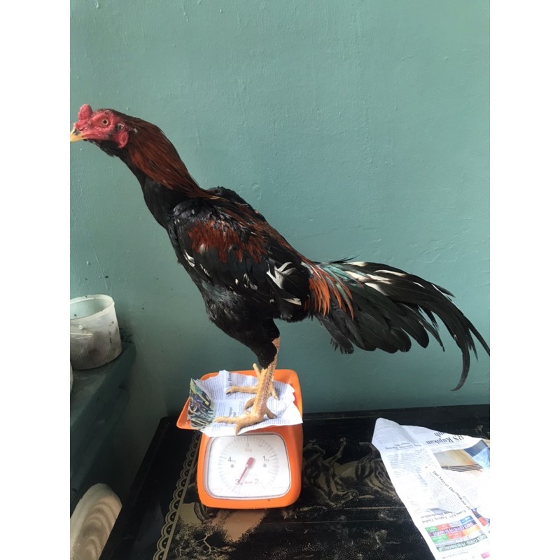 Jual Pakhoy brutal maskut | Shopee Indonesia