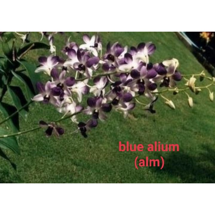 Jual Anggrek dendrobium Albusta Blue Alium ( ALM ) | Shopee Indonesia