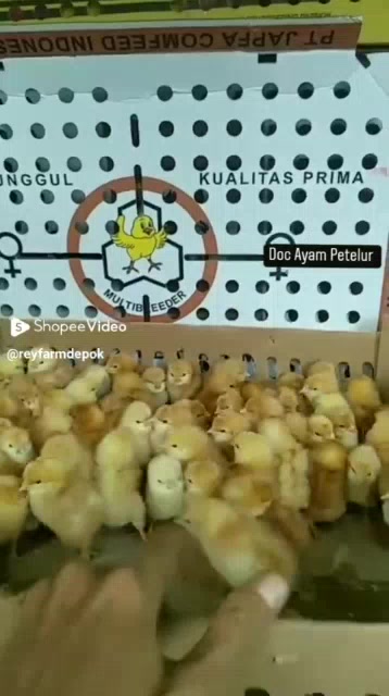 Jual DOC AYAM PETELUR TERSELEKSI / ANAK AYAM LAYER / BIBIT AYAM PETELOR ...