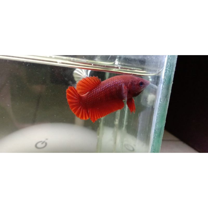 Jual cupang super red plakat | Shopee Indonesia