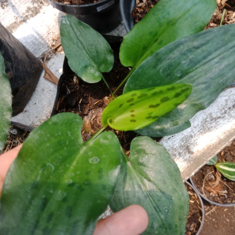 Jual Keladi Katak Bintik atau Calady Drimiopsis Maculata (khusus pulau ...