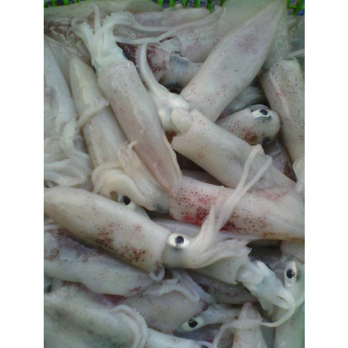 Jual Cumi Sero Segar Fresh | Shopee Indonesia