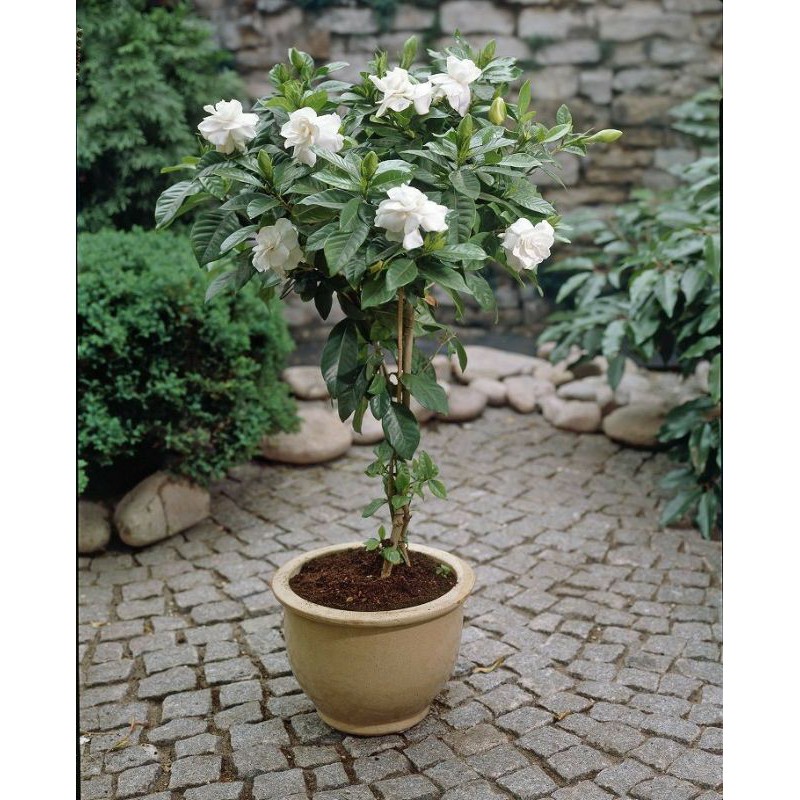 Jual FLORA | Tanaman Hias Melati jasmin Bunga Putih - Tanaman Hidup ...