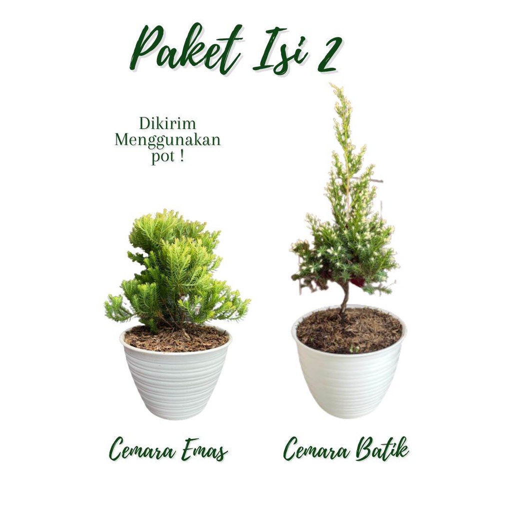 Jual Paket isi dua Bonsai cemara emas dan cemara batik | Shopee Indonesia