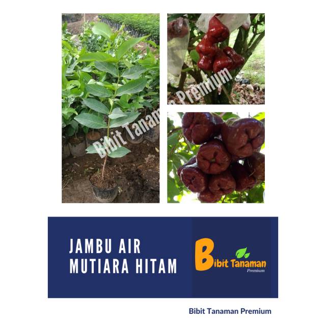 Jual BIBIT JAMBU MUTIARA HITAM/JAMBU AIR MUTIARA HITAM | Shopee Indonesia