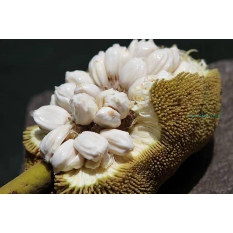 Jual Buah Tarap Segar / Buah Terap Segar Khas Kalimantan Selatan ...