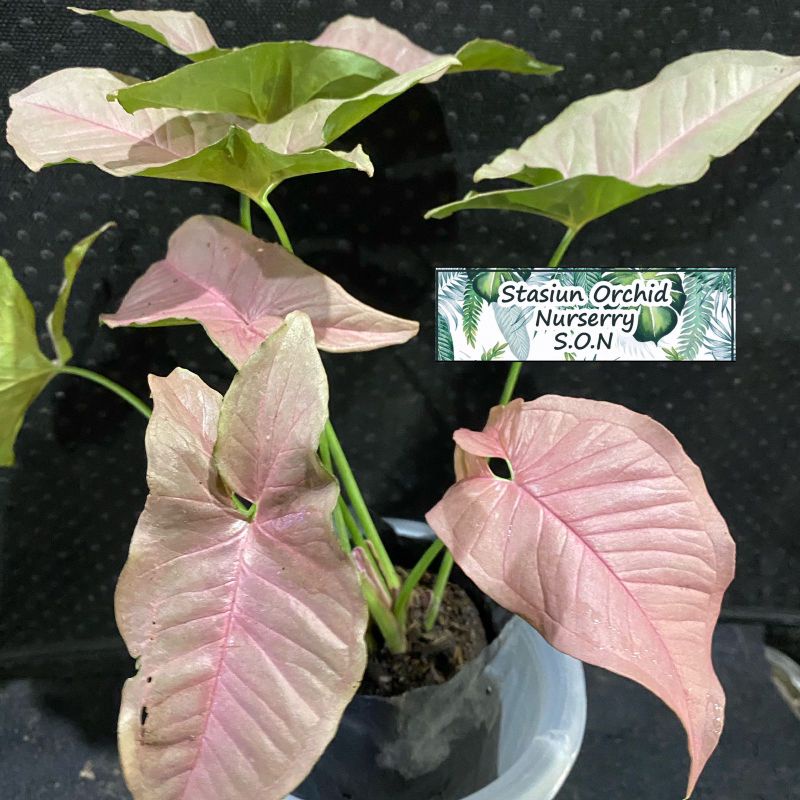 Jual PROMO!!!! tanaman hias singonium super pink SUPER PINK ROBUSTA ...