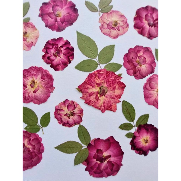 Jual Pressed Big Red Roses Oshibana Dried Flower Bunga Kering