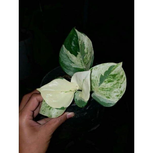 Jual Sirih manjula varigata / keong varigata | Shopee Indonesia