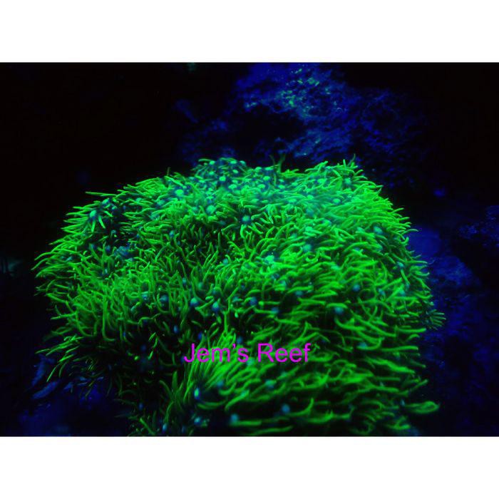 Jual CORAL POLIP BINTANG HIJAU (GREEN STAR POLYP) | Shopee Indonesia
