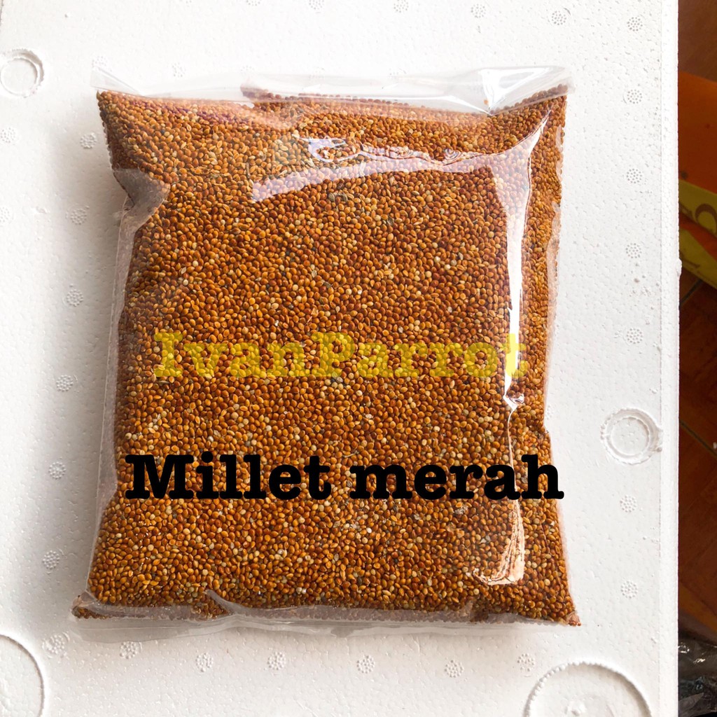 Jual MILET MERAH KILOAN MILLET MERAH MILLET 1KG | Shopee Indonesia