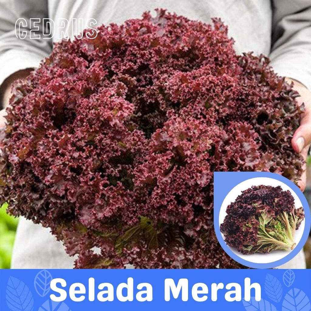 Jual Benih SELADA RED LOLLO (isi-10) - Biji Sayur Import | Shopee Indonesia