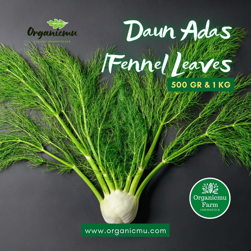 Jual Organicmu - Daun Adas 1 kg | Shopee Indonesia