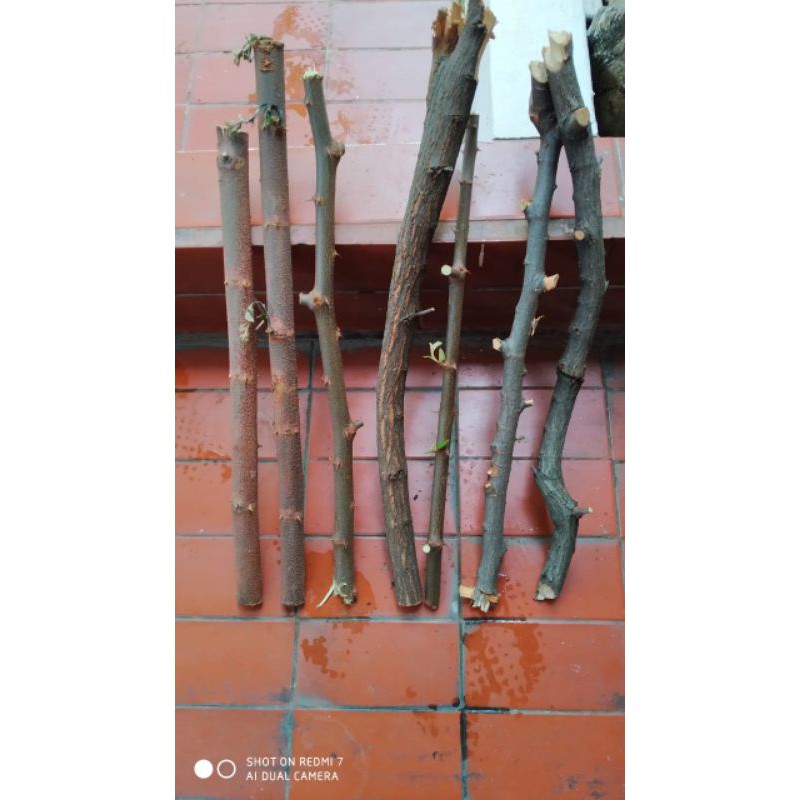 Jual Kayu Bidara Arab Batang Bidara Arab 40-50cm | Shopee Indonesia