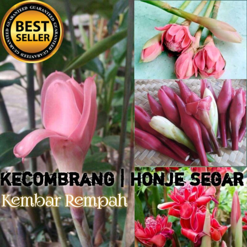 Jual KECOMBRANG | COMBRANG | HONJE SEGAR | Shopee Indonesia