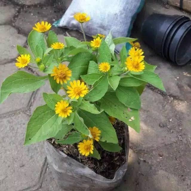 Jual TANAMAN HIAS BUTTER DAISY / tanaman KOLGET/SERIBU BINTANG cantik ...