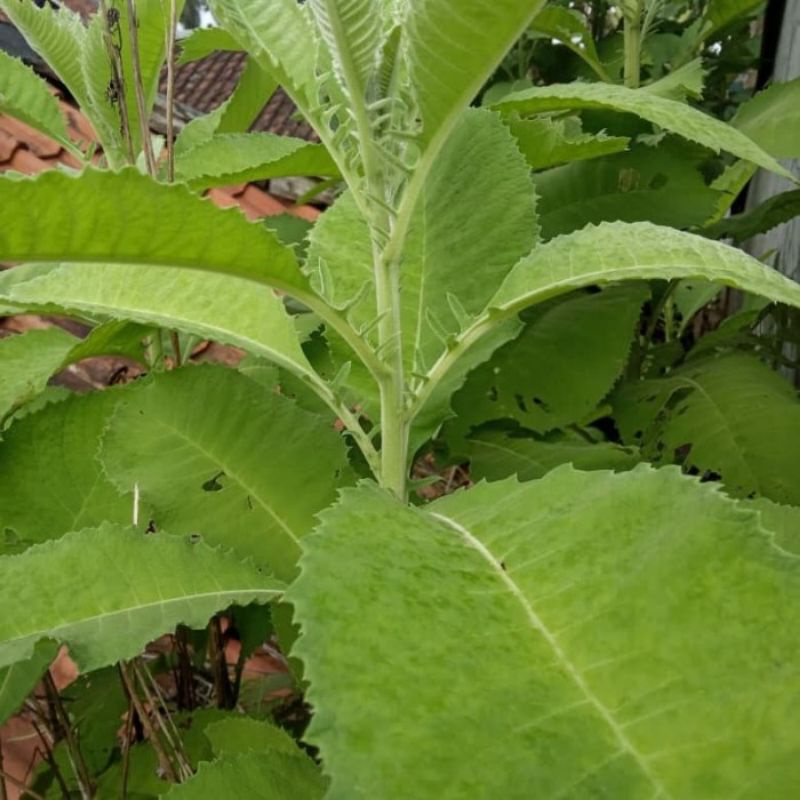 Jual daun sembung sejuta manfaat | Shopee Indonesia