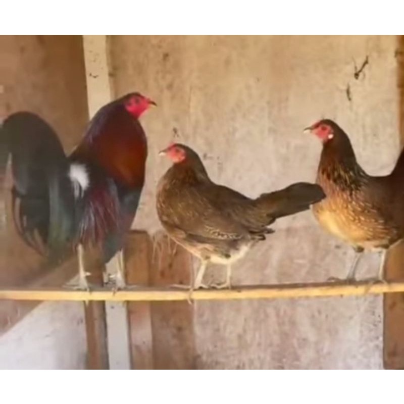 Jual telur ayam philipin Lieper impor hatch pure line telur fertil ...