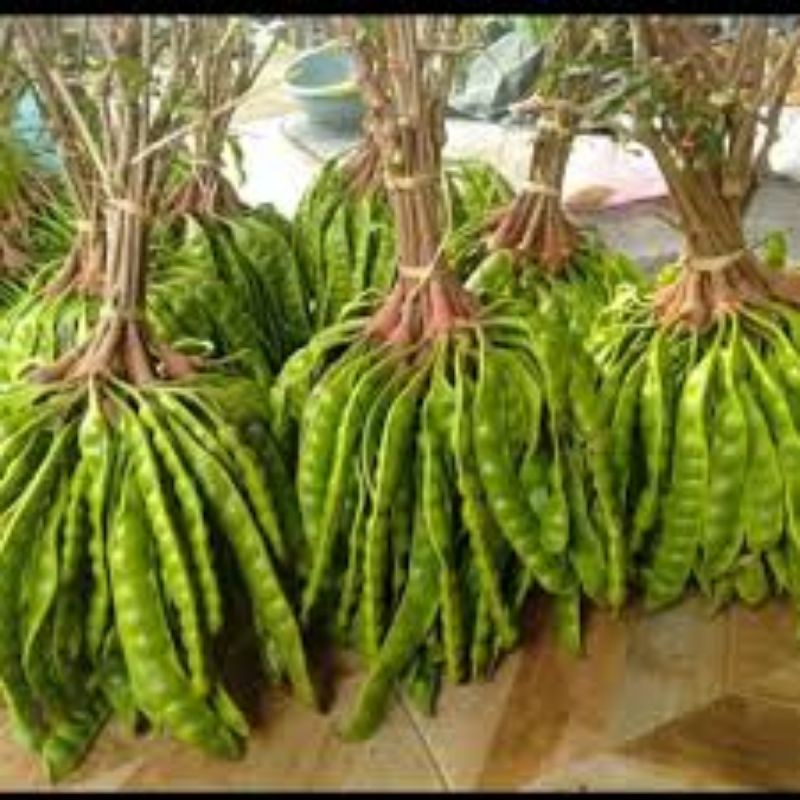 Jual pete / sayuran segar | Shopee Indonesia