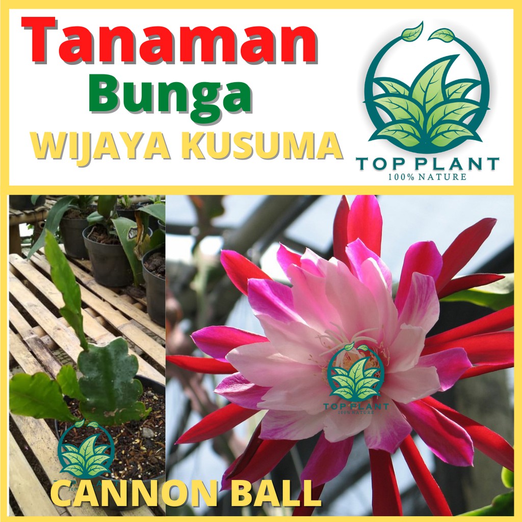Jual Tanaman Wijaya Kusuma Cannonball Bunga Besar (Epiphyllum ...