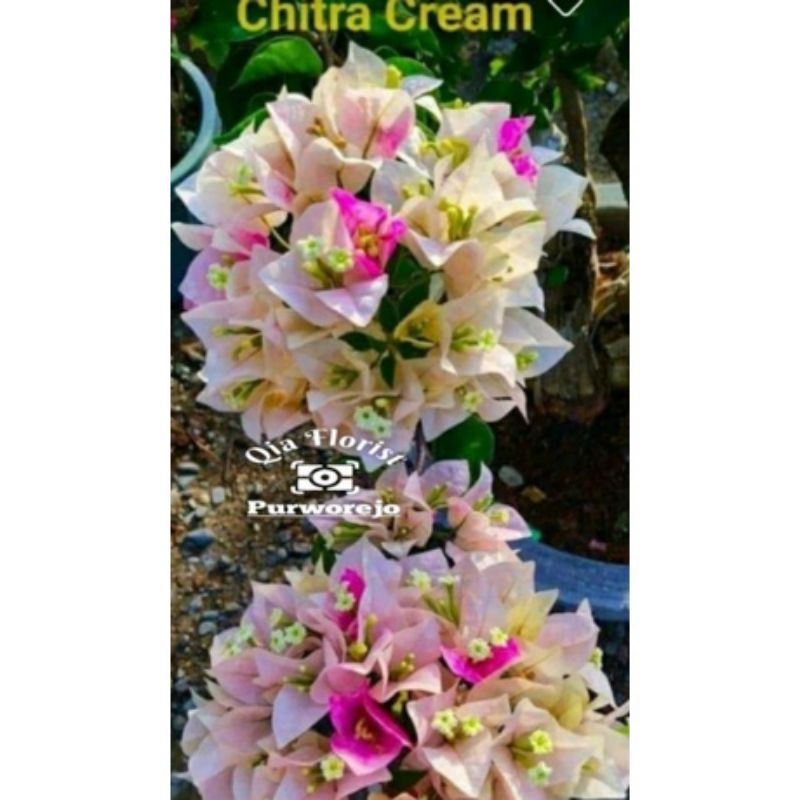 Jual PROMO!!TANAMAN HIAS BUGENVIL CHITRA CREAM ORIGINAL | Shopee Indonesia
