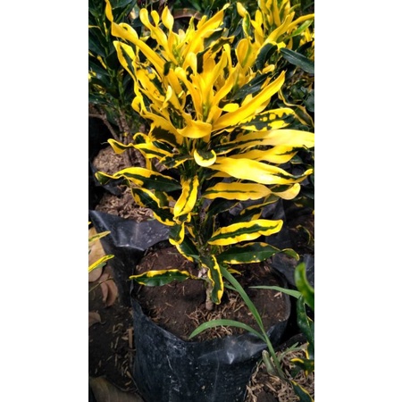 Jual tanaman murah bunga puring bor kuning mini | Shopee Indonesia