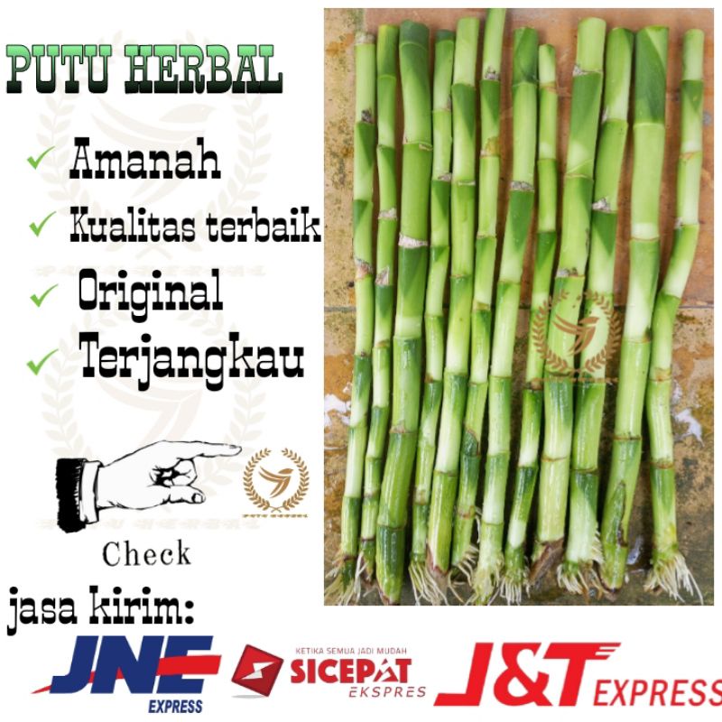 Jual BAMBU SRI REJEKI | Bambu hoki batangan 25 -30cm ( Berakar ...