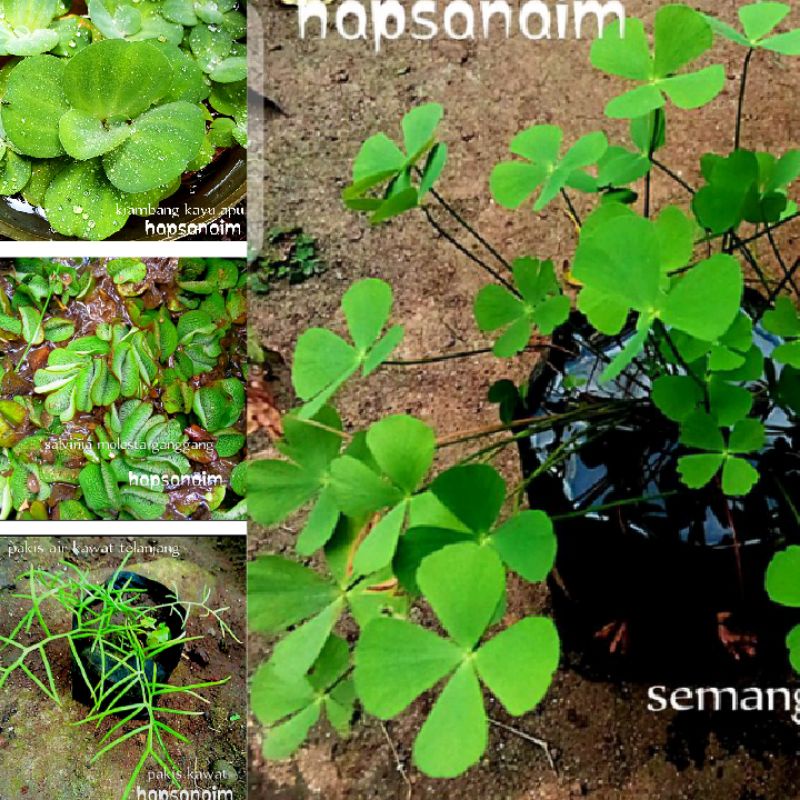 Jual tanaman Sayur Semanggi Air herbal Lucky Leaf Clover Kayu Apu ...