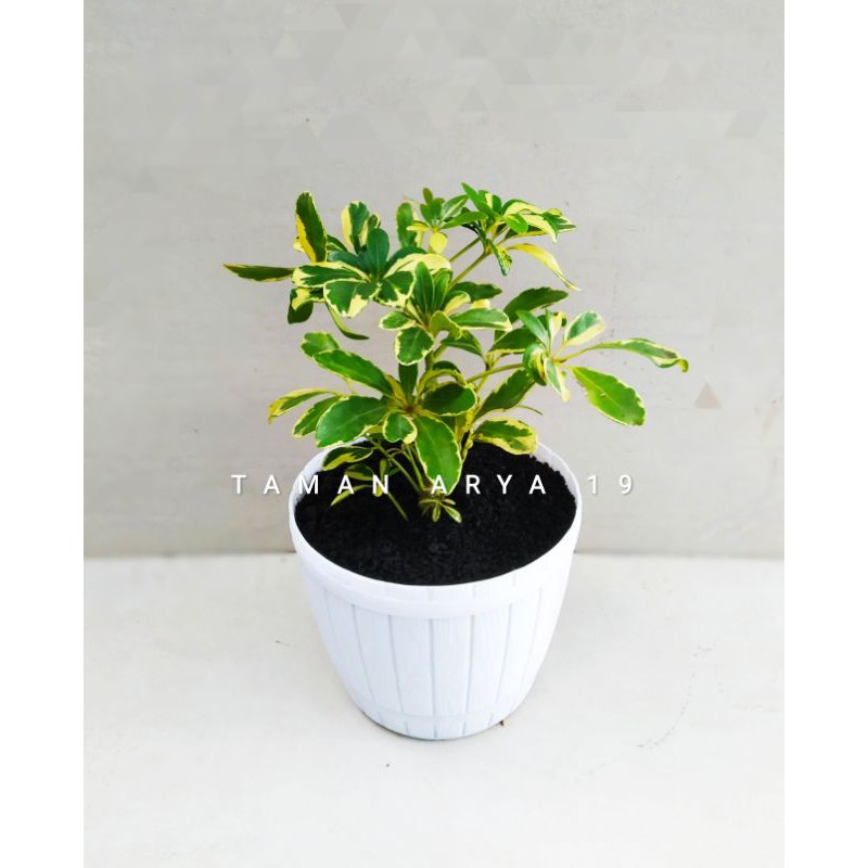 Jual Tanaman hias walisongo variegata | Shopee Indonesia