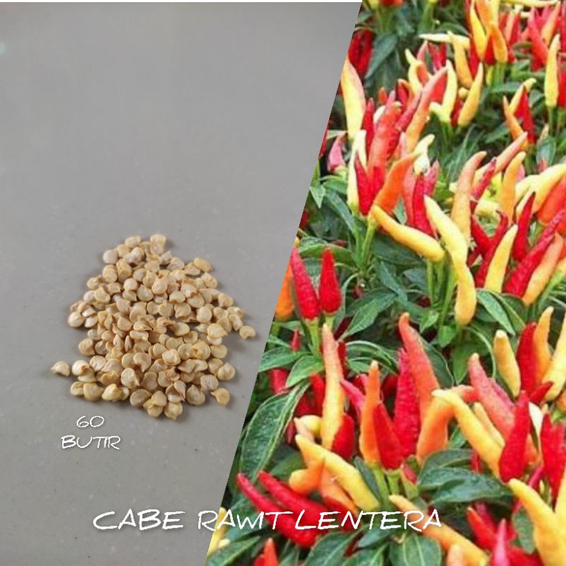 Jual 60 BUTIR BIJI/BENIH CABE RAWIT LENTERA F1 KEMASAN REPACK | Shopee ...