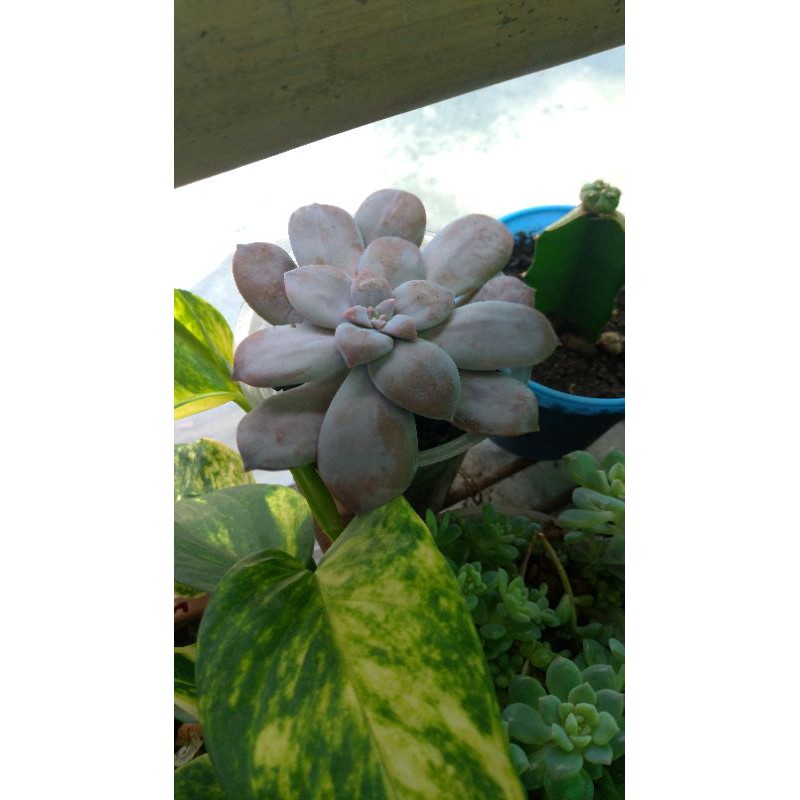 Jual Sukulen mini tanaman hias premium (E) | Shopee Indonesia